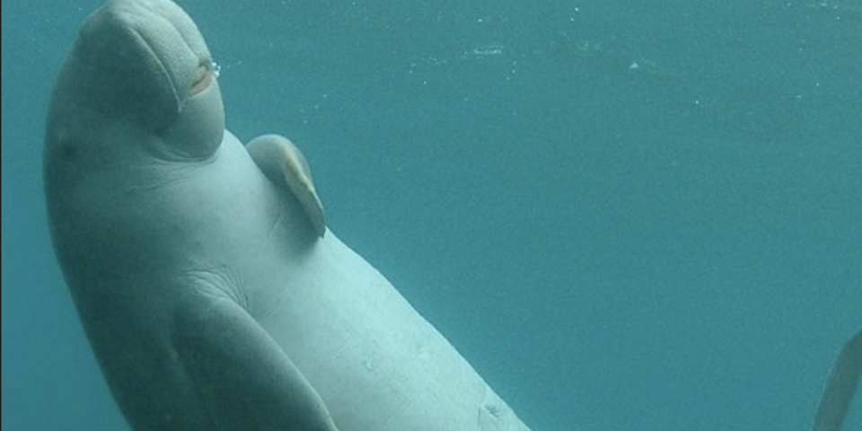 Drones driving dugong conservation