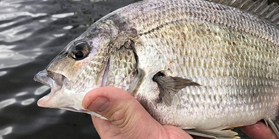 Filling the Murray River to the bream
