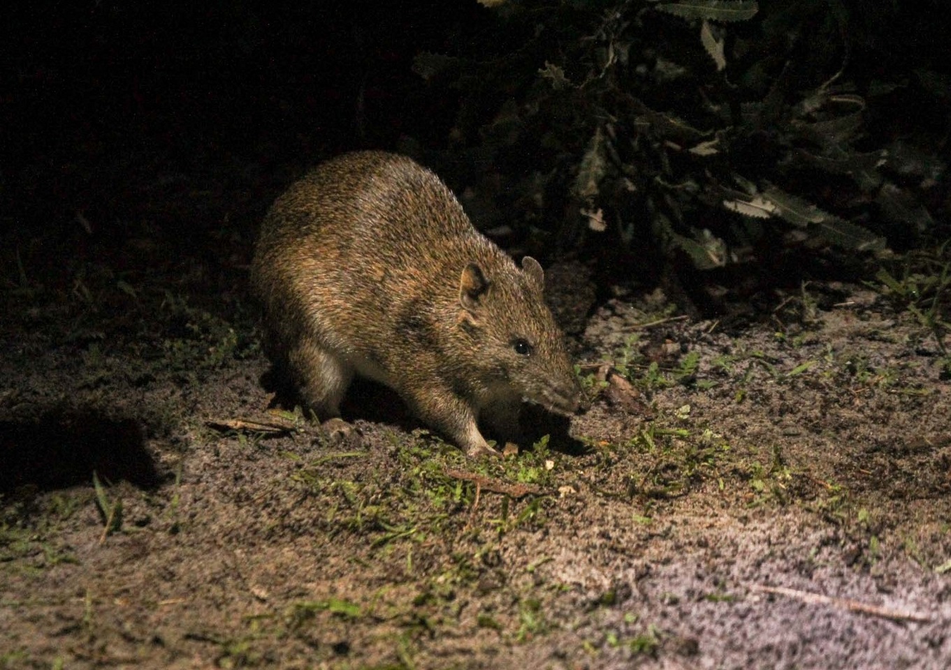 Digging mammals important for ecosystem health