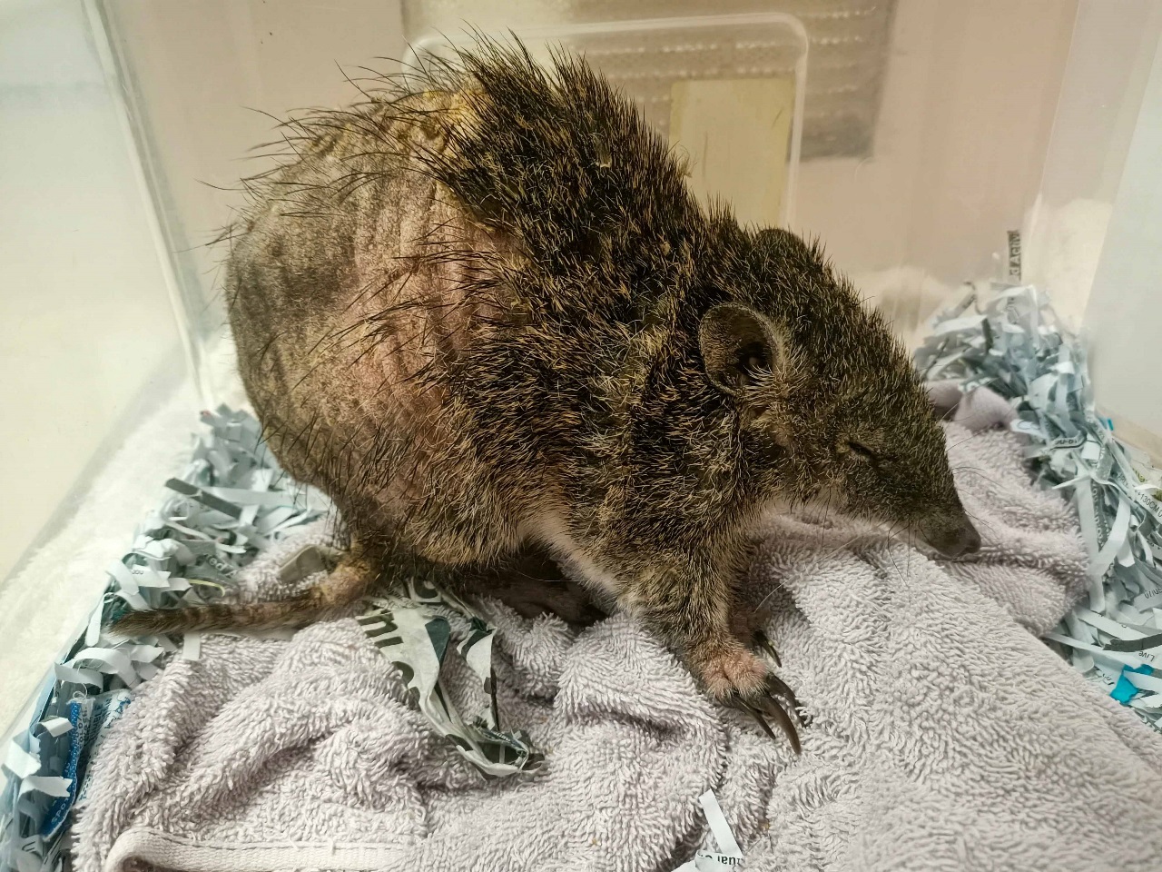 Mange found in local quenda / bandicoot