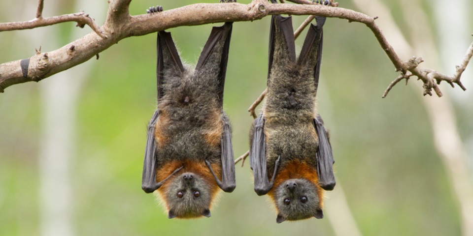 Bats Get Fat To Survive Hard Times But Climate Change Is Threatening Bats Get Fat To Survive Hard Times But Climate Change Is Threatening